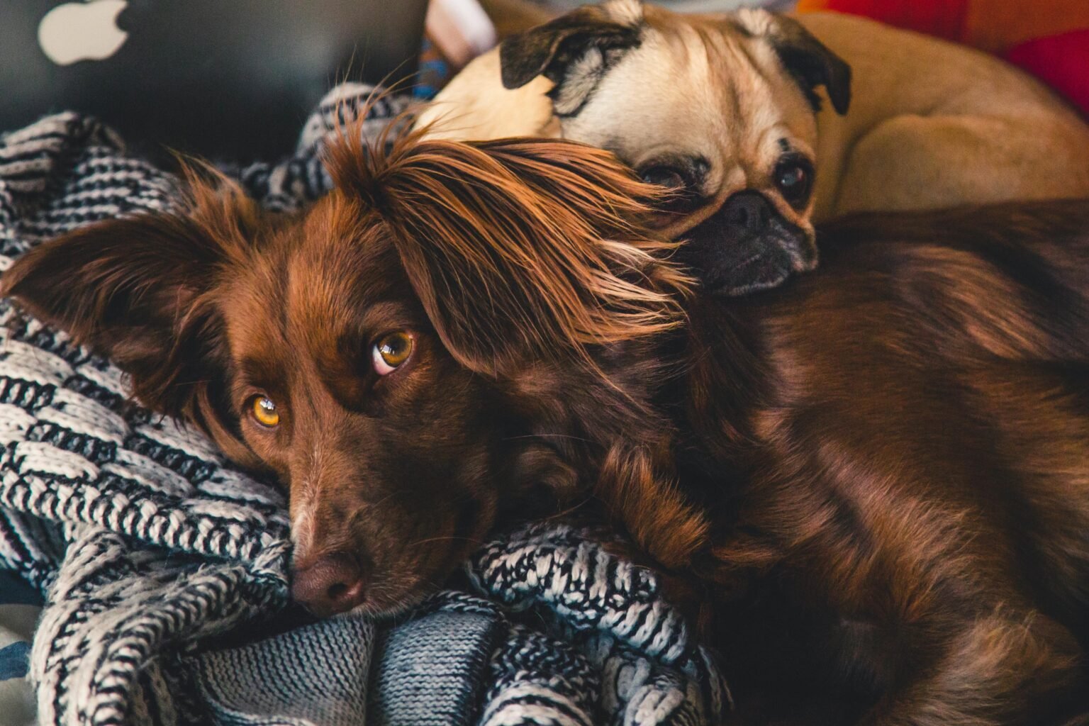 Spay vs. Neuter: What's the Difference and What to Expect - Cherry ...